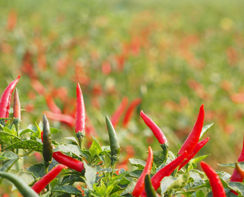 Products – Equator Kenya