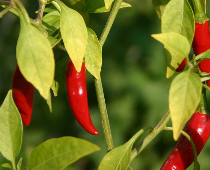 Products – Equator Kenya