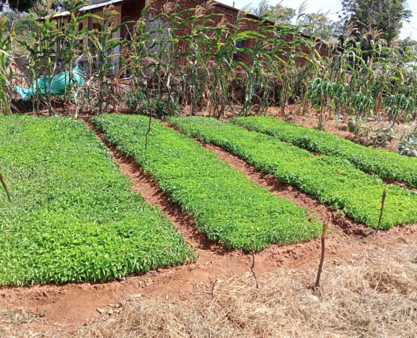 Products – Equator Kenya