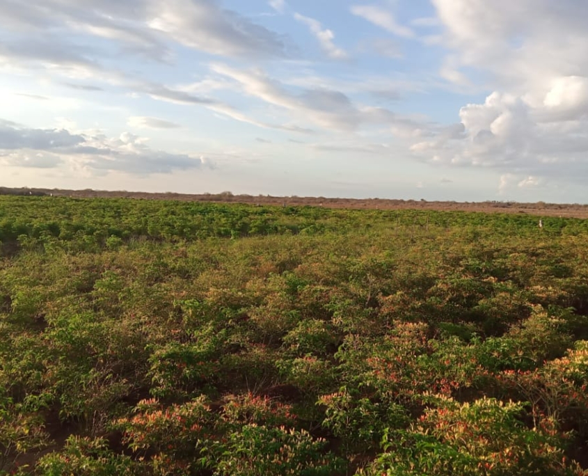 Products – Equator Kenya