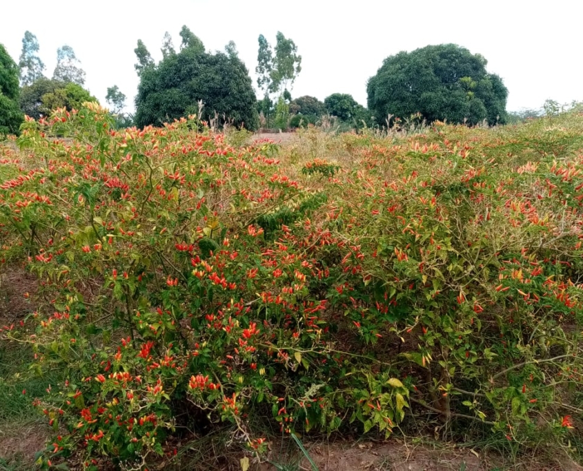 Products – Equator Kenya